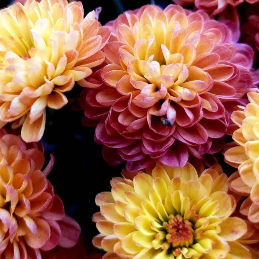 Chrysanthemum Liquid Extract - Chrysanthemum Morifolium – Australian ...