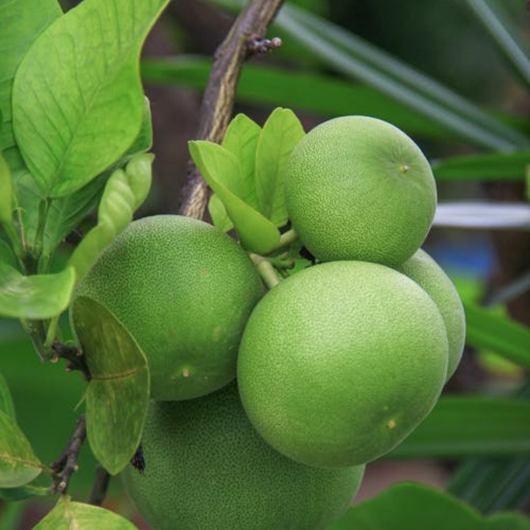 Pomelo Essential Oil – Australian Private Label